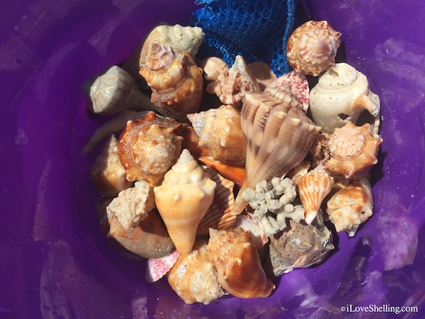 Shellabaloo Shell Adventure Is Shellsational | I Love Shelling