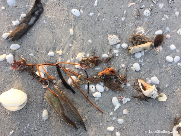 Beachcombing Bliss | I Love Shelling