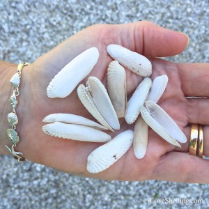 A Shelling Day For Angels | I Love Shelling