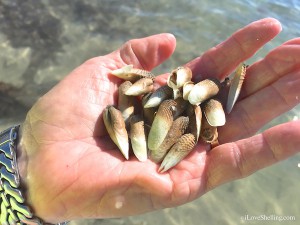 A Shelling Day For Angels | I Love Shelling