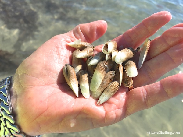 A Shelling Day For Angels | I Love Shelling