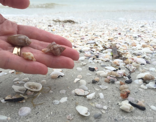It's The Little Things In Life | i Love Shelling