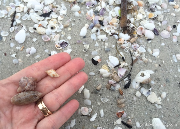 It’s The Little Things In Life | I Love Shelling