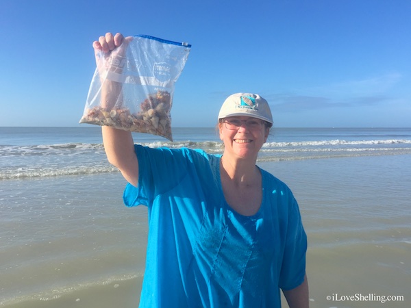 Shellabaloo Shell Adventure Is Shellsational | I Love Shelling