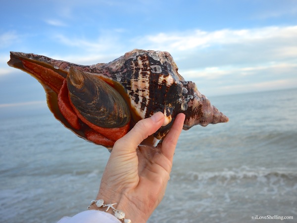 Beachcombing Bliss | I Love Shelling
