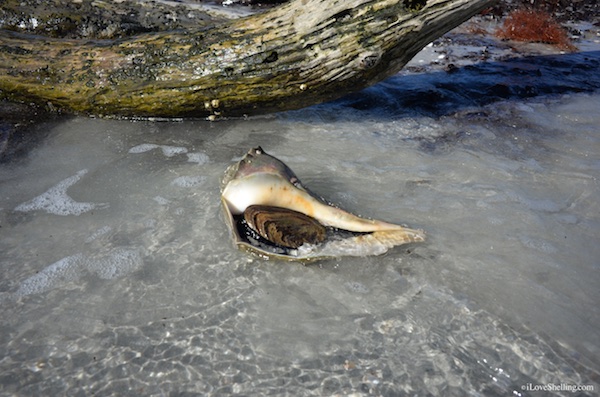 A Shelling Day For Angels | I Love Shelling