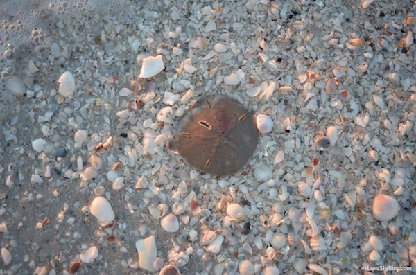 Life Is Good With A Sanibel Sunrise | I Love Shelling