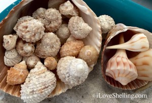 Shellabaloo Sharing With Shell ‘N Tell | I Love Shelling