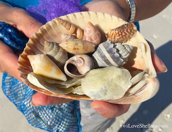 Shelling Trip Shellicious Sea Gems | I Love Shelling