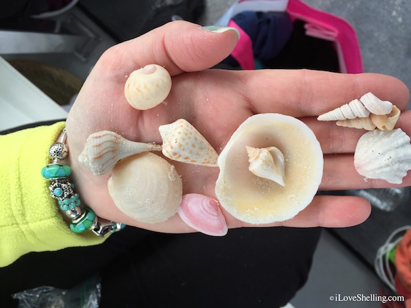 Meeting Friends and Collecting Seashells | I Love Shelling