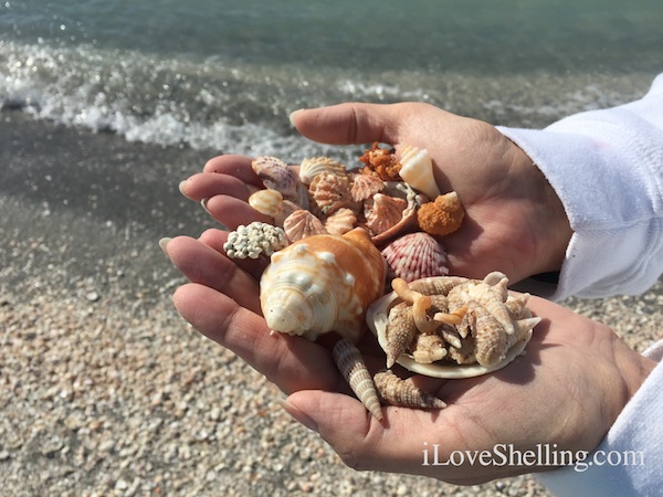 Beach Love And Seashells | I Love Shelling