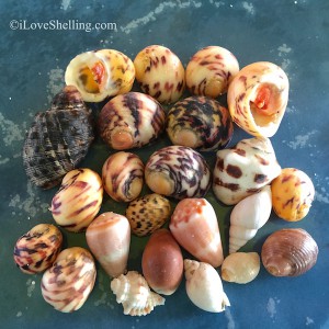 Gone Shelling – Finding Seashells In British Virgin Islands | I Love ...