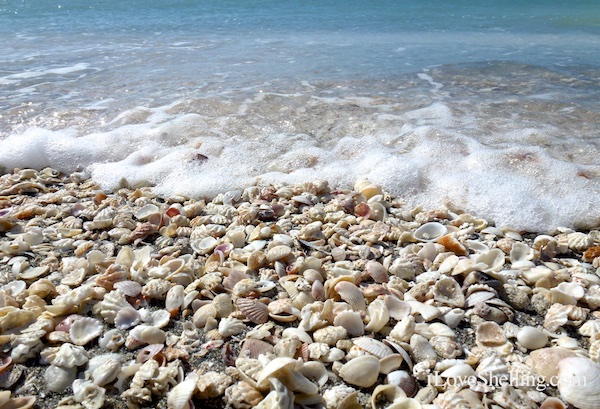 Beach Love And Seashells | I Love Shelling