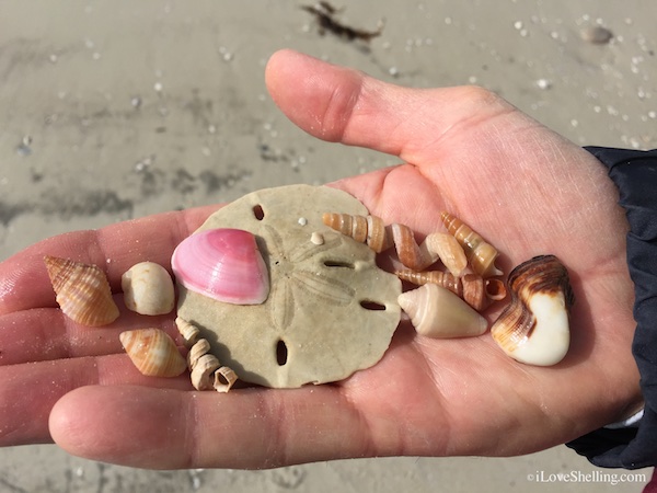 Meeting Friends and Collecting Seashells | I Love Shelling