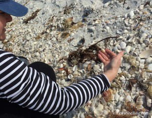 Meeting Friends and Collecting Seashells | I Love Shelling