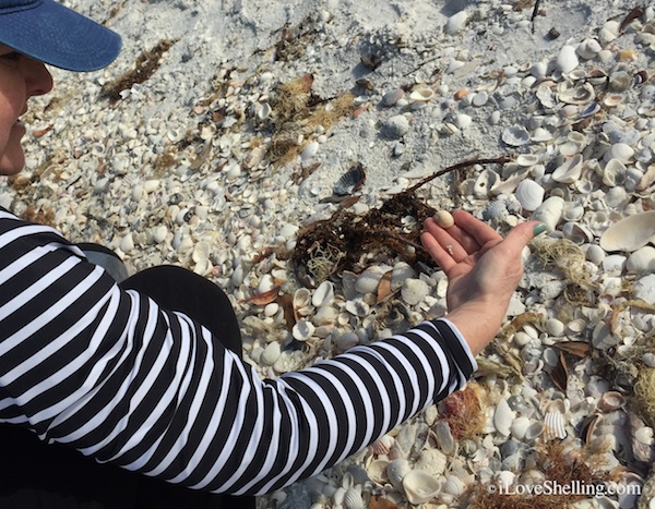 Meeting Friends and Collecting Seashells | I Love Shelling