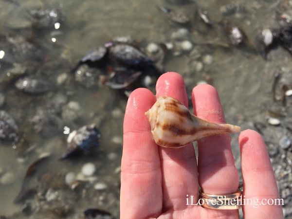 Walking The Beach Warms The Soul | I Love Shelling