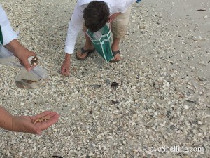 Meeting Friends and Collecting Seashells | I Love Shelling