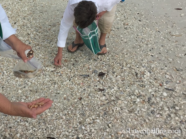 collecting sea shells on the beach collecting sea shells on the beach ...