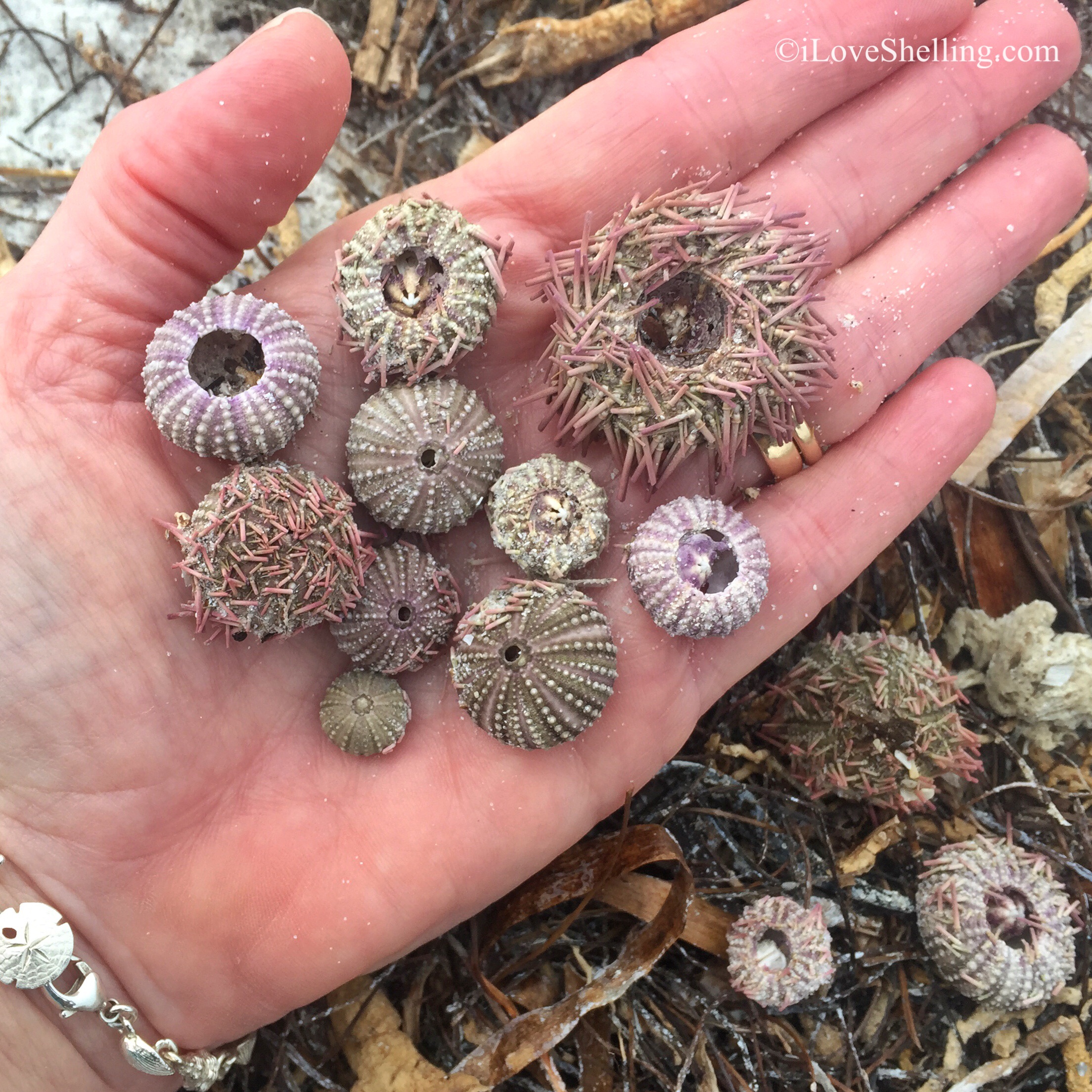 Baby Ear Shells Heard Our Call | I Love Shelling