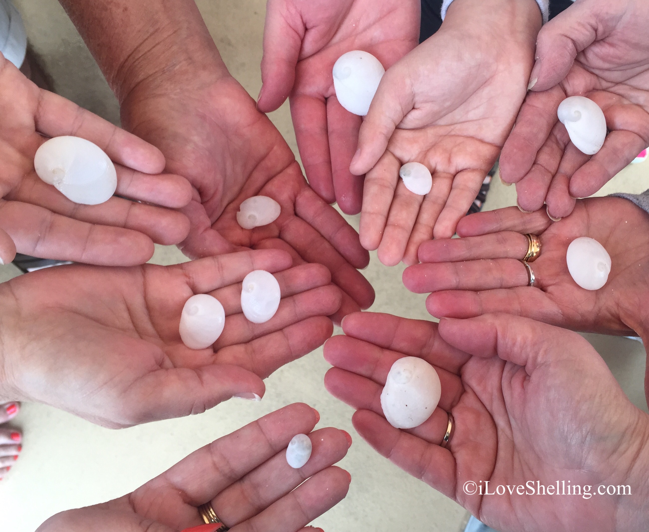 Baby Ear Shells Heard Our Call | I Love Shelling