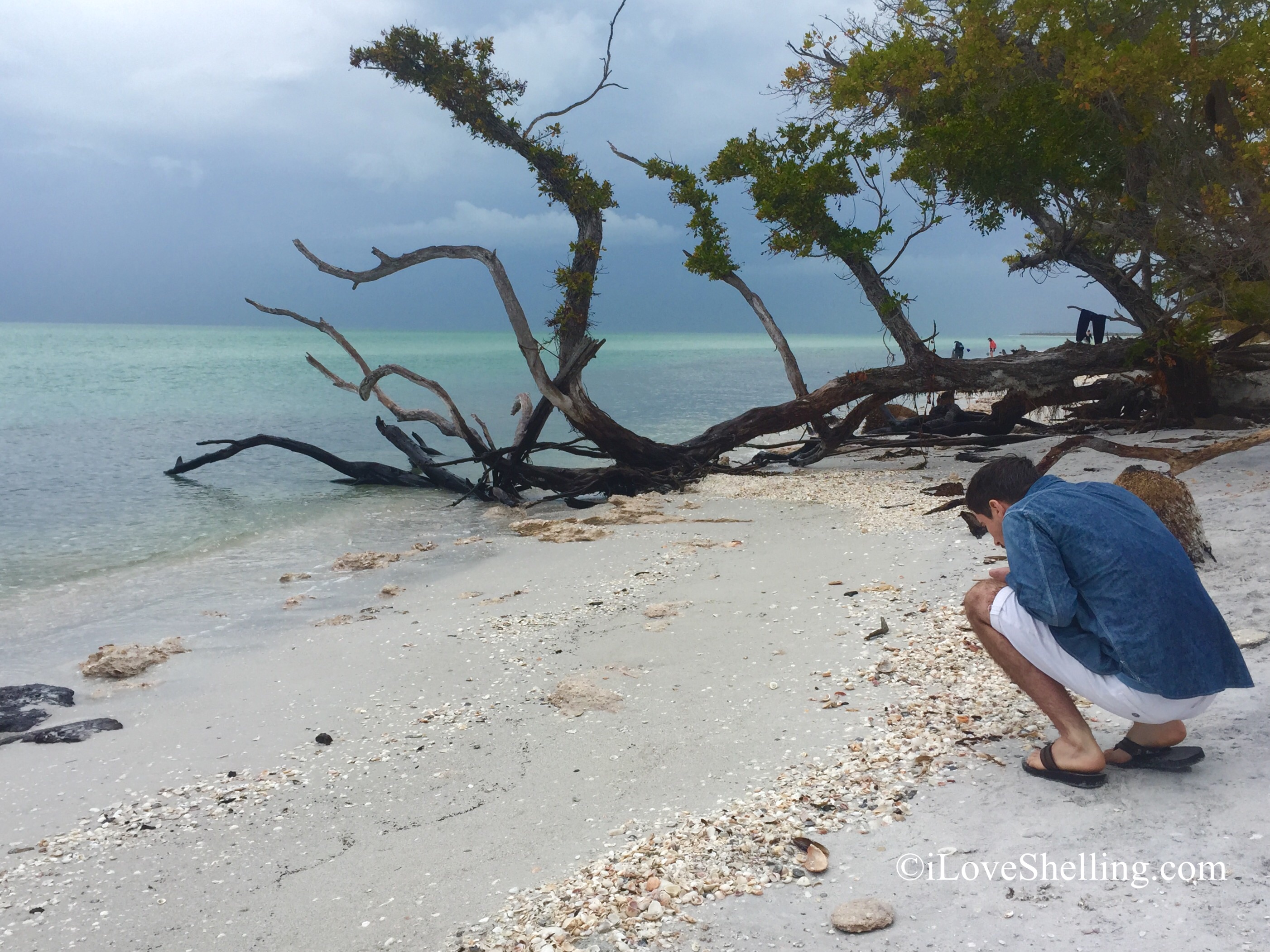 Baby Ear Shells Heard Our Call | I Love Shelling