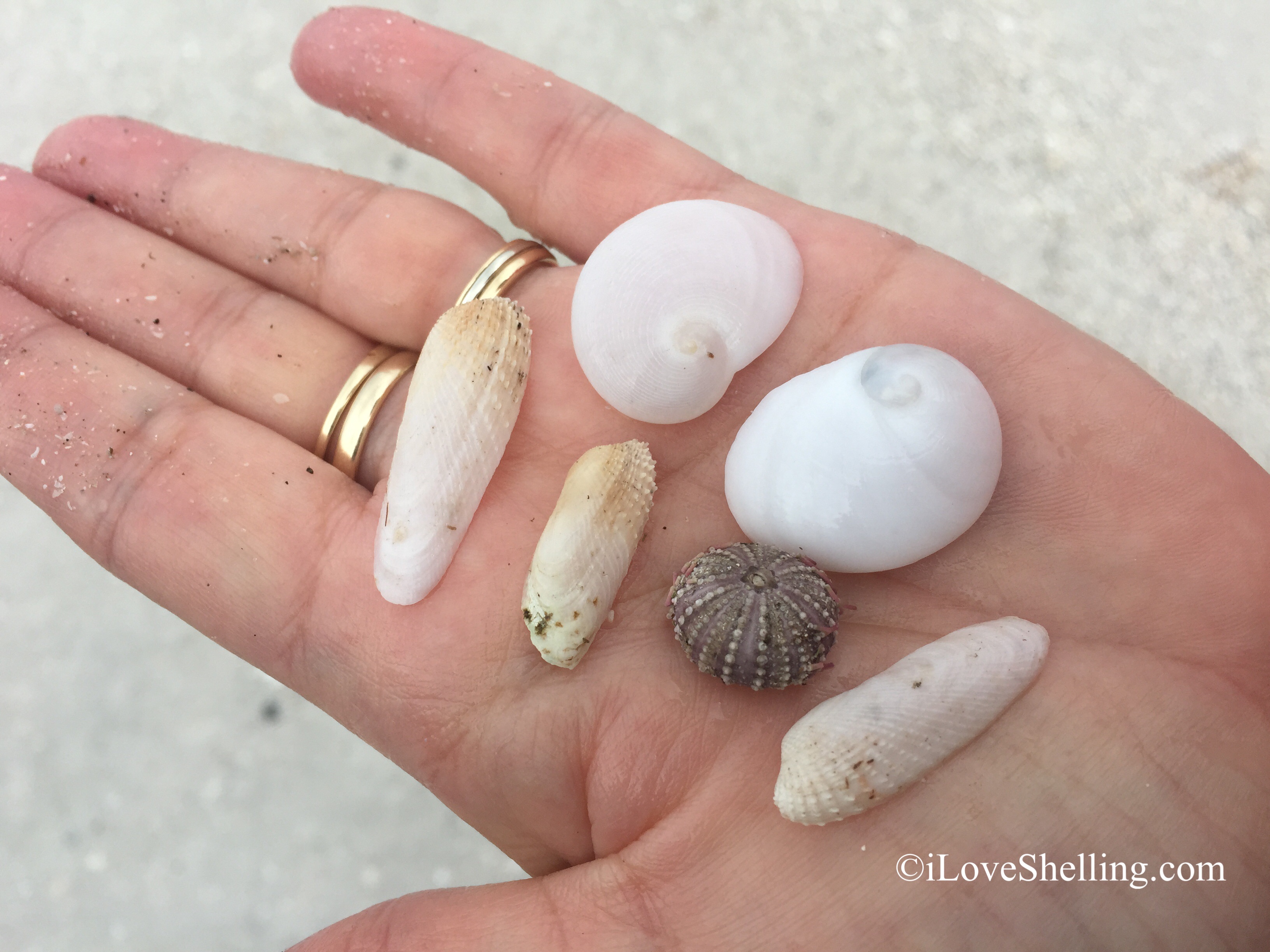 Baby Ear Shells Heard Our Call | I Love Shelling