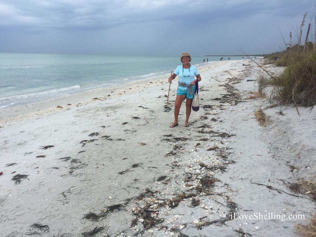 Baby Ear Shells Heard Our Call | I Love Shelling
