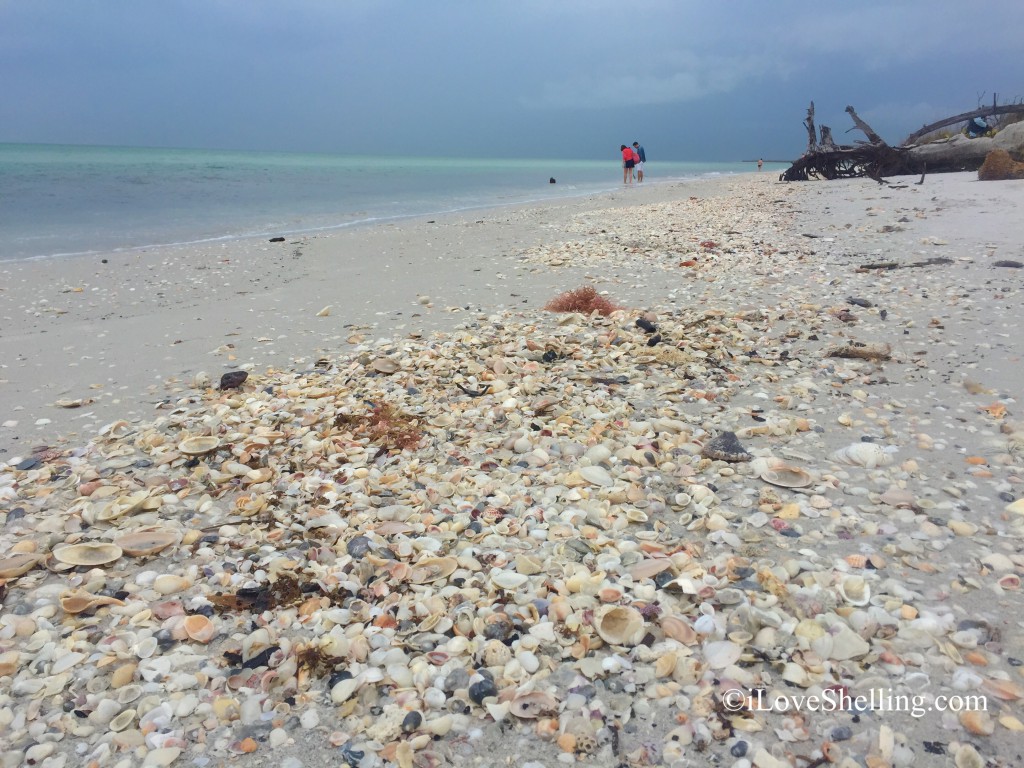 Baby Ear Shells Heard Our Call | I Love Shelling