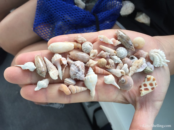 Meeting Friends and Collecting Seashells | I Love Shelling