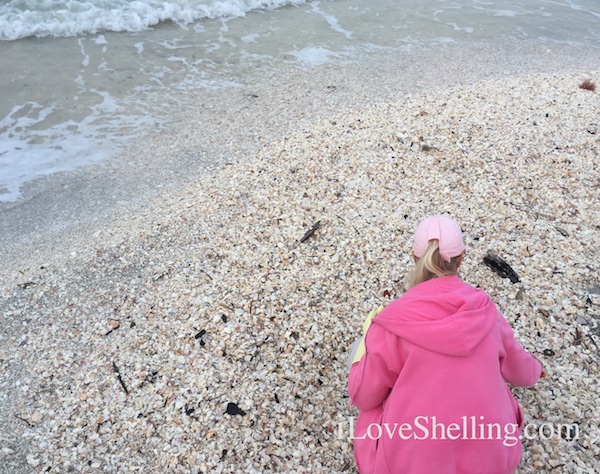 Juvie Junonia Sweet Success | I Love Shelling