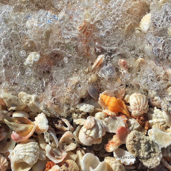 Beach Love And Seashells | I Love Shelling