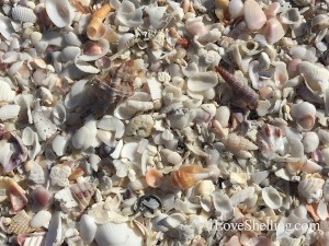 Walking The Beach Warms The Soul | I Love Shelling