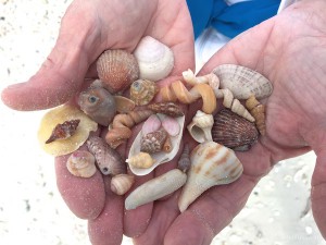 Meeting Friends and Collecting Seashells | I Love Shelling