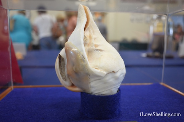 2015 78th Sanibel Shell Festival | I Love Shelling