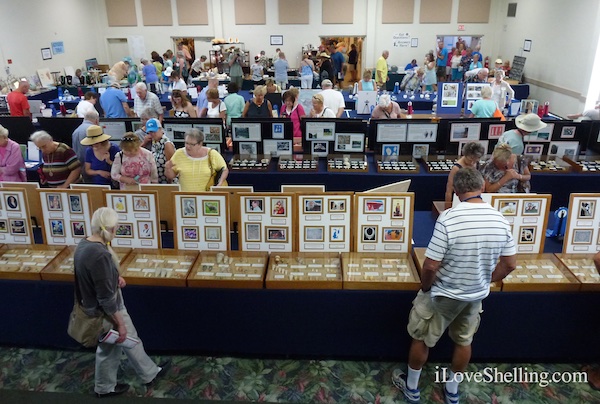 2015 78th Sanibel Shell Festival | I Love Shelling