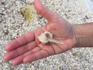 Shellectric Seashells | I Love Shelling