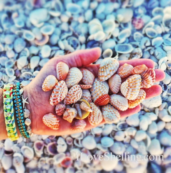 Beauty Is In The Eye Of The ShellHolder | I Love Shelling