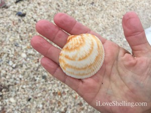 Shellectric Seashells | I Love Shelling