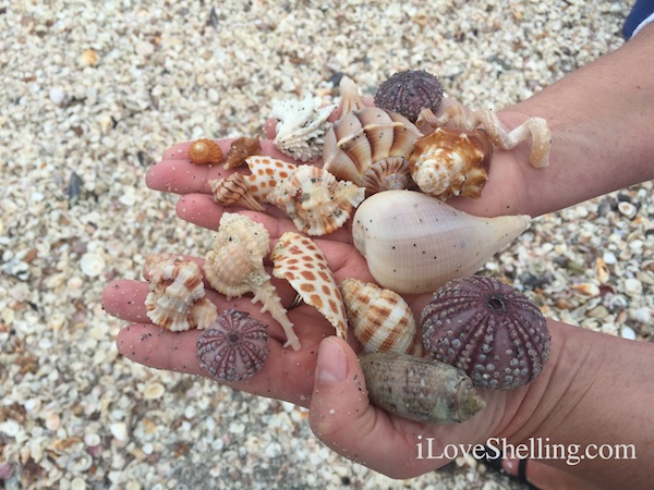 Shellectric Seashells | I Love Shelling