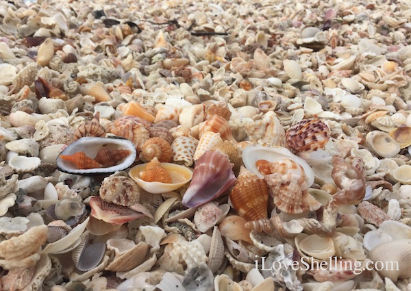 Shellectric Seashells | I Love Shelling