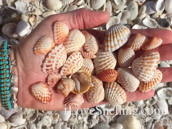 Beauty Is In The Eye Of The ShellHolder | I Love Shelling