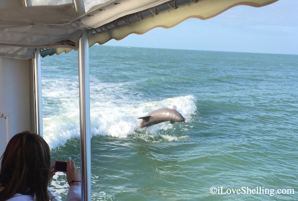 dolphin jumping on iLoveShelling shell trip | I Love Shelling
