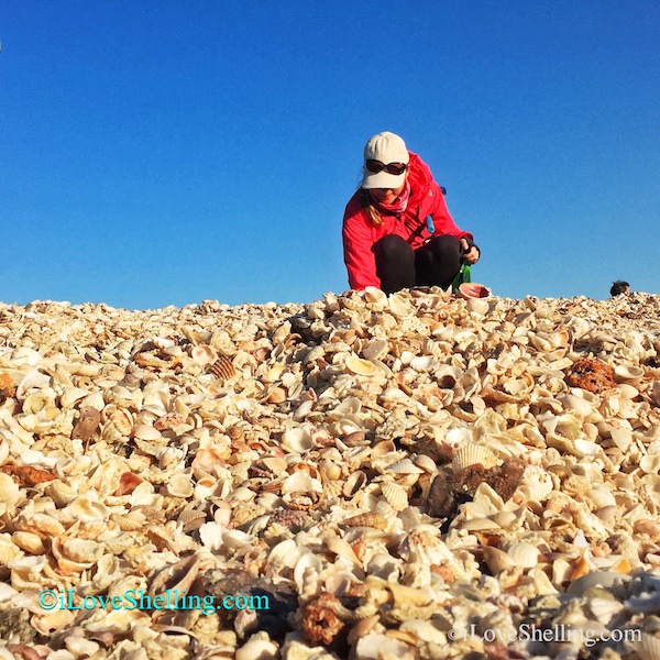On Top Of Shell Mountain | I Love Shelling