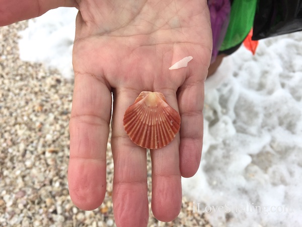 Shellectric Seashells | I Love Shelling
