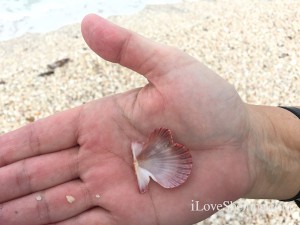 Shellectric Seashells | I Love Shelling