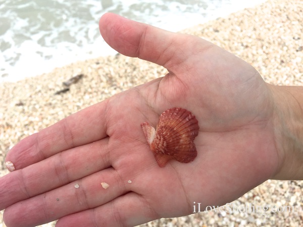 Shellectric Seashells | I Love Shelling