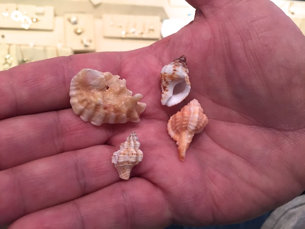 And The Winner Is… | I Love Shelling