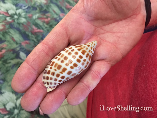 2015 78th Sanibel Shell Festival | I Love Shelling