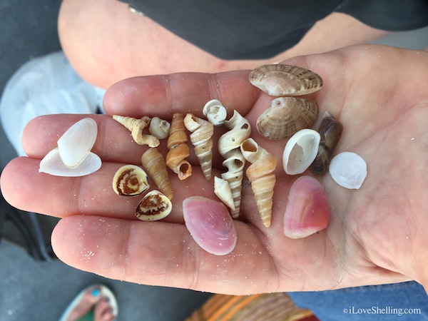 Flip Flop Between Sand Dollars and Angel Wings | I Love Shelling